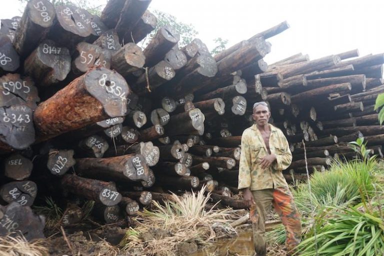 Pillaging People’s Tubi Trees — Solomon Business Magazine