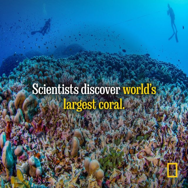 Largest Coral In The World Found In The Solomon Islands — Solomon Business Magazine